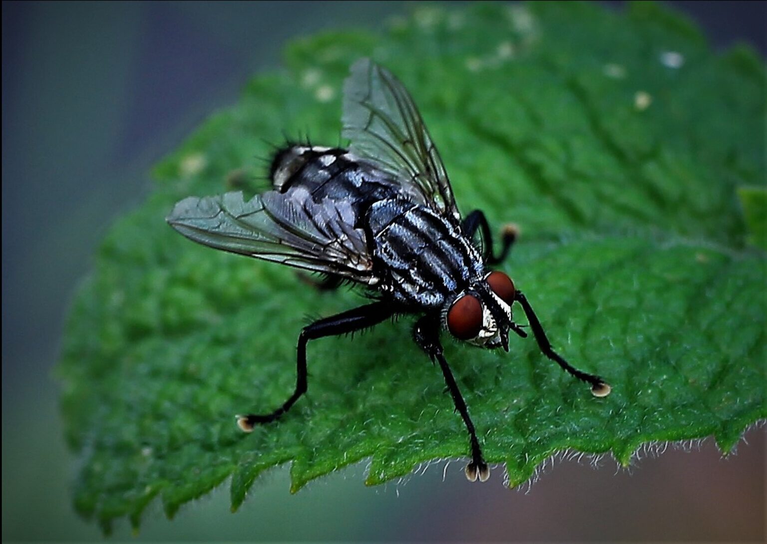 Pest Control - Bamboo Enviro - Eco-friendly Pest Control Specialists